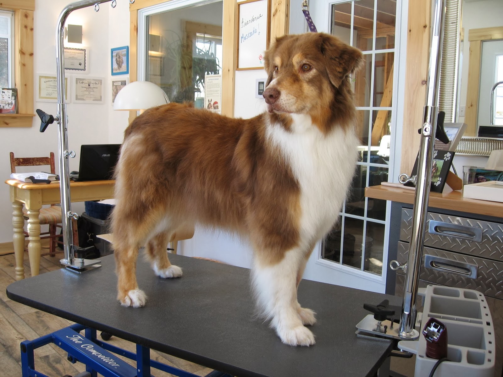 Dog Grooming Salon Hailsham | UK Grooming Courses